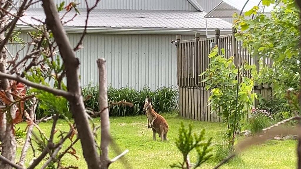 Wallaby en cavale à Boucherville: très facile d’acheter un animal ...